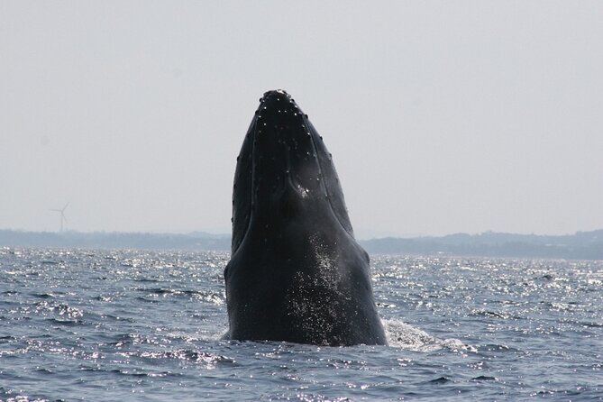 Whale Watching in Okinawa - Customer Feedback