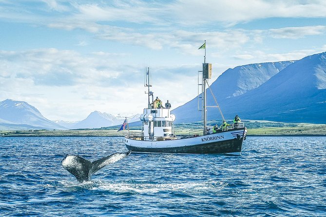Whale Watching Tour Review: A Memorable Experience - Departure and Arrival Details