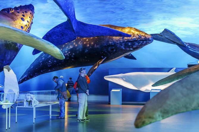 Whales Of Iceland Admission Ticket - Reviews and Feedback