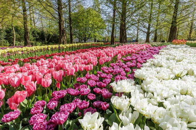 Windmills, Marken, Volendam Plus Guided Keukenhof Visit - Meeting and End Points