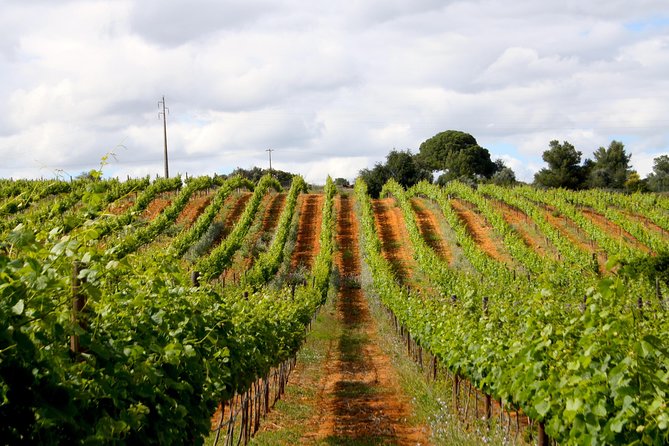 Wine Tasting and Art Tour - Accessibility and Participation