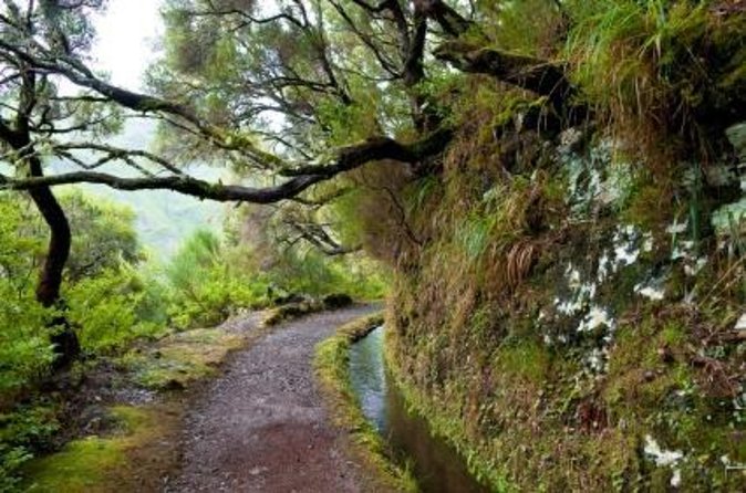 Wine Tasting Experience in Boaventura, Madeira North Coast - Savoring the Local Delicacies and Music
