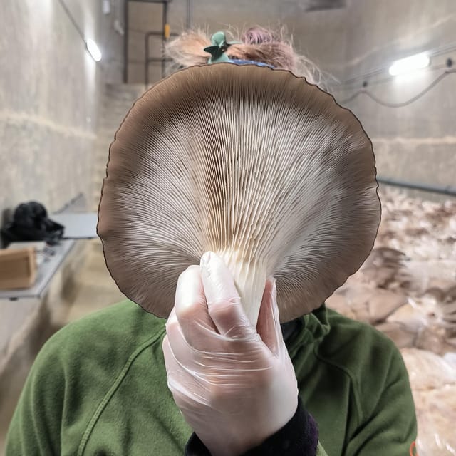 Zurich's Best-Kept Secret: the Hidden World of Mushrooms! - Hands-On Participation and Practical Mushroom Growing Tips