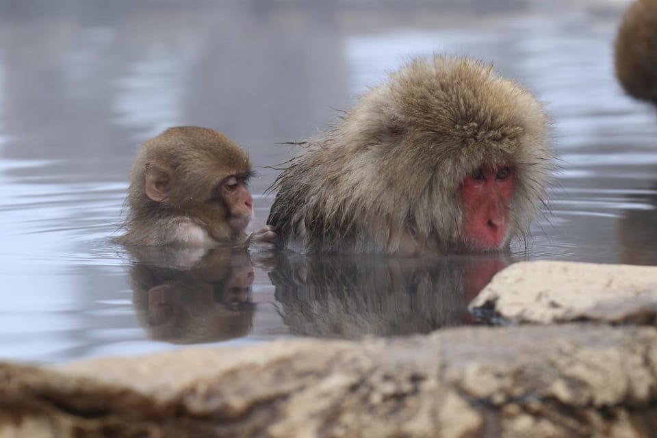 2-Day Snow Monkey Tour: Nagano To Takayama via Matsumoto - Frequently Asked Questions