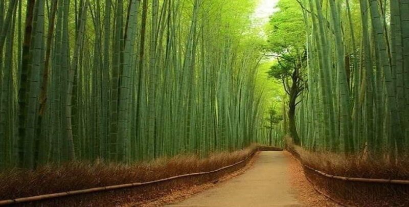 3 Days Private Osaka Nara and Kyoto Tour With English Driver - Discovering Nara