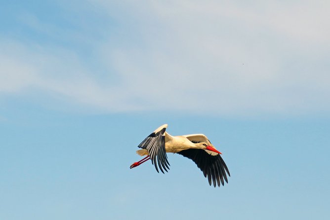 4-Hour Private Boat Tour in Ria Formosa - Discovering Ria Formosas Natural Beauty