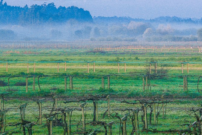 Albariño Private Wine Tour From Santiago De Compostela - Dining and Local Experiences