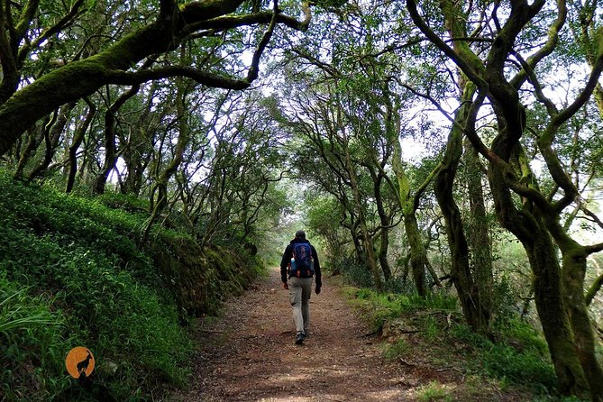 An Adventure Through the Forest and Palace of Bussaco - Coimbra - The Role of Qualified Guides