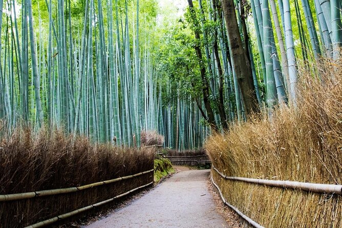 Arashiyama Bamboo Grove Day Trip From Kyoto With a Local: Private & Personalized - Encountering Iwatayama Monkey Park