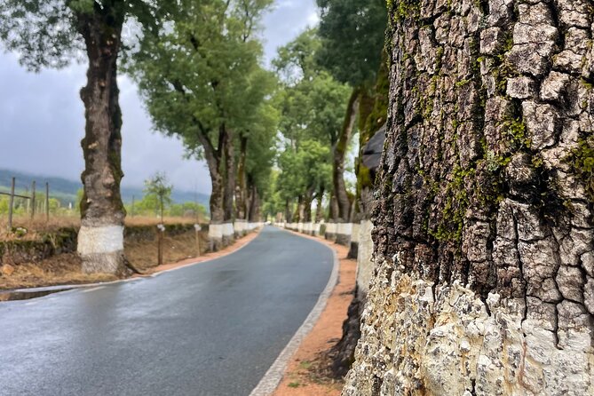 Buggy and Moto 4 Tours in Marvão - Participant Experience and Reviews