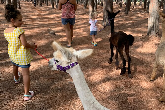 Calabrian Alpacas Sunset Beach Experiences Pizzo VV AlpacSelfies - Whats Included in the Experience