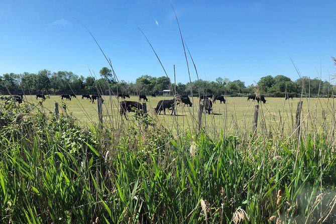 Camargue 4x4 Safari 2 Hours Saintes Maries De La Mer - Discovering Local Flora and Fauna