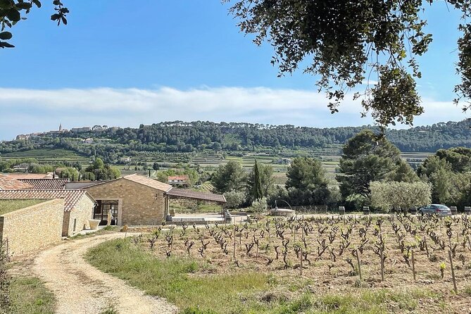 Cellar Visit & Bandol Wine Tasting - Taking in the Ambiance of the Cellar Visit