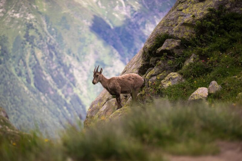 Chamonix: Guided Tour to the Aiguille Du Midi and Montenvers - Optional Hiking: Trekking the Balcon Nord