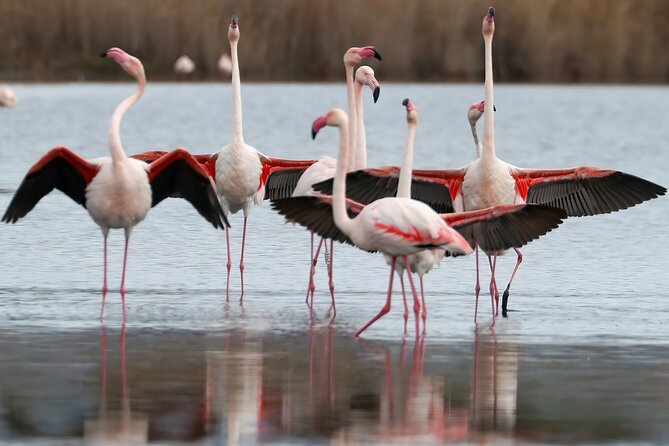 Combo: Cagliari Old Town and the Oasis of Flamingos - Enjoy a Relaxing Coffee Break in the Castle District