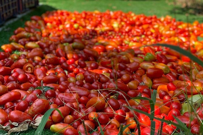 Cook and Eat in a Citrus Grove in Sorrento - Positive Aspects of the Experience