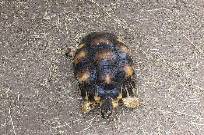 Corsica A Cupulatta Turtle Park Skip the Line Admission Ticket - Transportation Options and Access to the Park