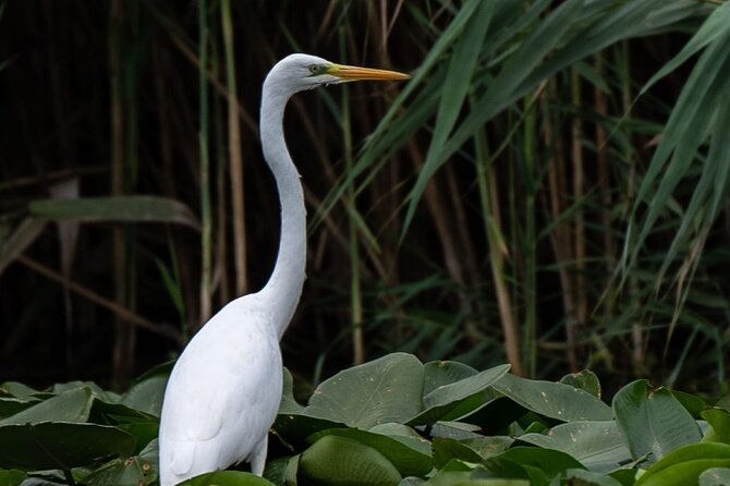 Danube Delta - Private Tour - Biosphere National Park - Navigating the Tour Logistics