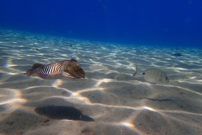 Discover Scuba Diving in Lanzarote (Costa Teguise) - Health and Safety Considerations