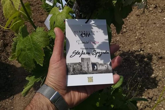 Discover the Best Cellars of Salento - Culinary Delights of Apulian Cuisine
