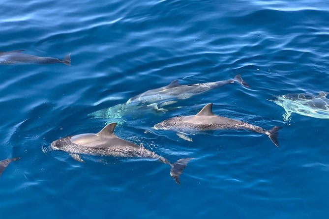 Dolphin Searching Tour in Puerto De Mogán Review - Positive Aspects Highlighted by Guests