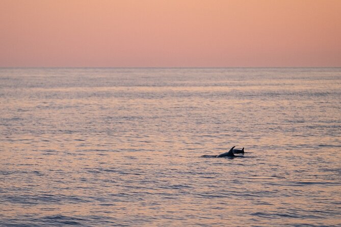 Dolphin & Sunset Tour With Brijuni Panorama - Booking Information and Reviews