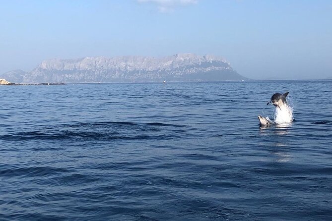Dolphin Watching and Snorkeling in Figarolo in Sardinia - Health and Safety Considerations