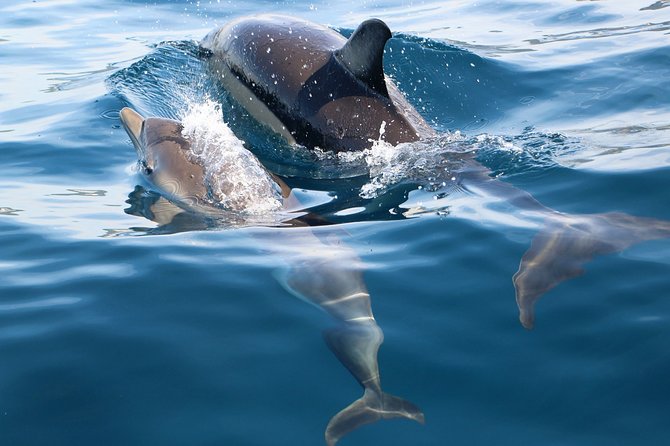 Dolphin Watching at the Arrabida (Lisbon Region) - Customer Reviews and Ratings