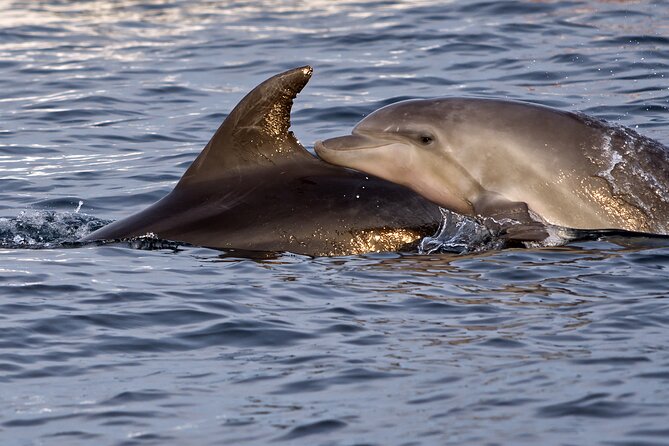 DOLPHIN WATCHING | Pula Boat - Accessibility and Participation