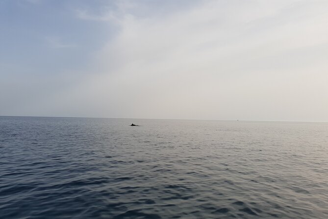 Dolphin Watching Sunset Boat Trip in Pula With Dinner - Logistics & Accessibility