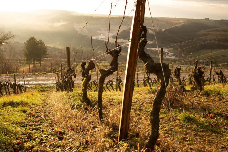 DOMAINE DE MONTMAIN: Visit - Tasting - Sales - Accessibility and Restrictions