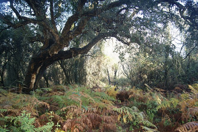 Doñana National Park in 4x4 and El Rocío - Highlights of the Tour Experience