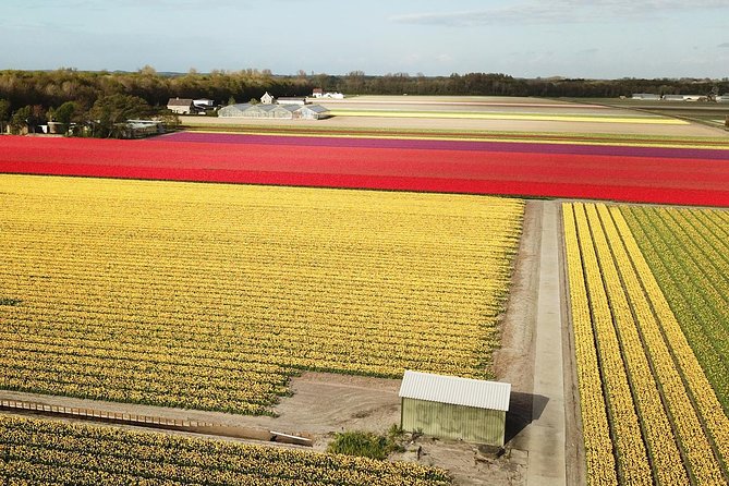 Drive It Yourself Electric Tulip and Flower Fields GPS Audio Tour - Language Options