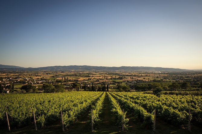 Enjoy and Taste the Flavors of Wine in an Open-air Venue - Highlights of the Experience
