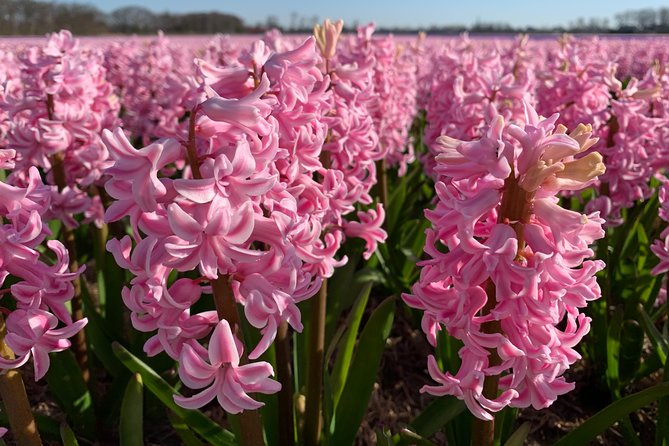 Enjoy the Tulip Fields by Bicycle With a Local Guide! Tulip Bike Tour! - Booking Information