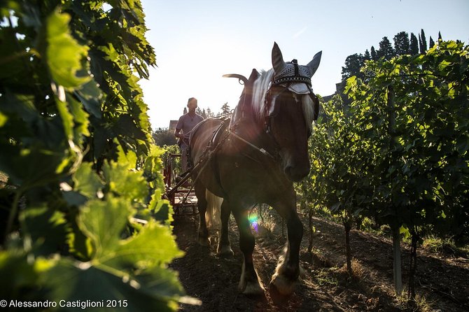 EXCLUSIVE - Wine Tasting Near Florence With Castle and Ancient Cellars Tour - Savor Exquisite Wines and Local Snacks
