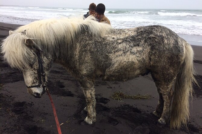 Family Horse Riding Tour in Thorlakshofn - Customer Reviews and Feedback