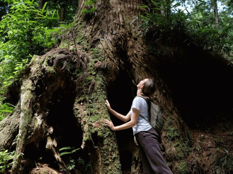 Fm Odawara: Forest Bathing and Onsen With Healing Power - Important Information and What to Bring