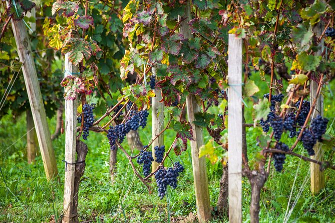 From Bordeaux: Saint-Émilion Half-Day Trip With Wine Tasting - Meeting Point and Start Time