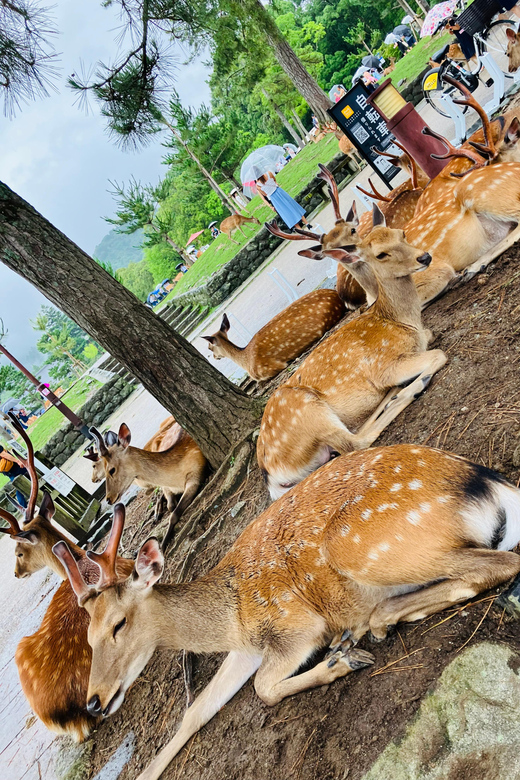 From Kobe: Nara Classic Private Tour With Car Pickup - What to Bring and Restrictions