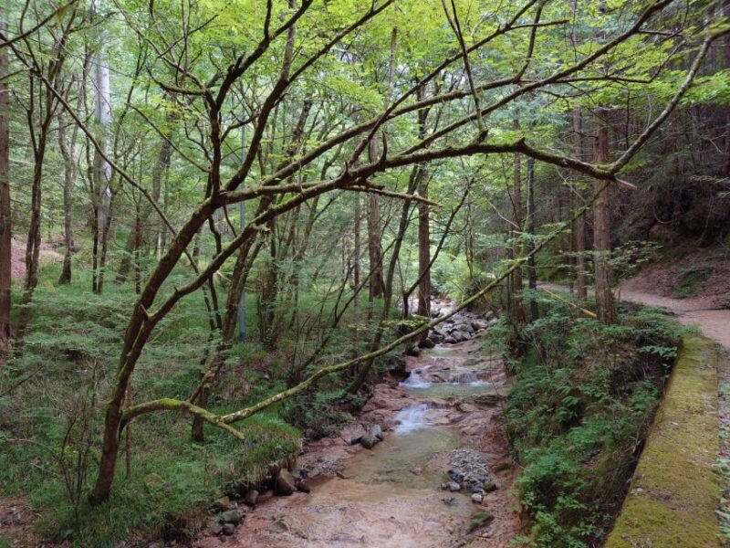 From Matsumoto/Nagano: Nakasendo Trail Walking Tour - Customer Feedback