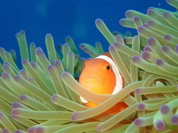 From Naha Scuba Diving Trip in Kerama(For Certified Divers) - Safety and Restrictions
