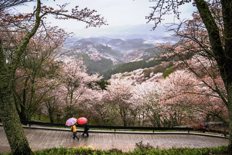 From Osaka: 10-hour Private Custom Tour to Nara - Testimonials and Reviews