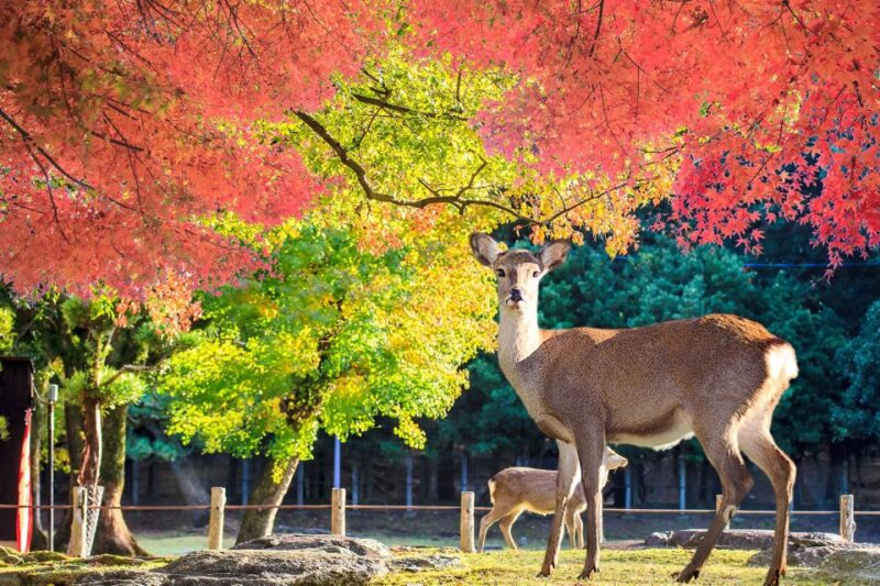 From Osaka: 10-hour Private Customized Tour to Nara - Traveler Feedback and Ratings