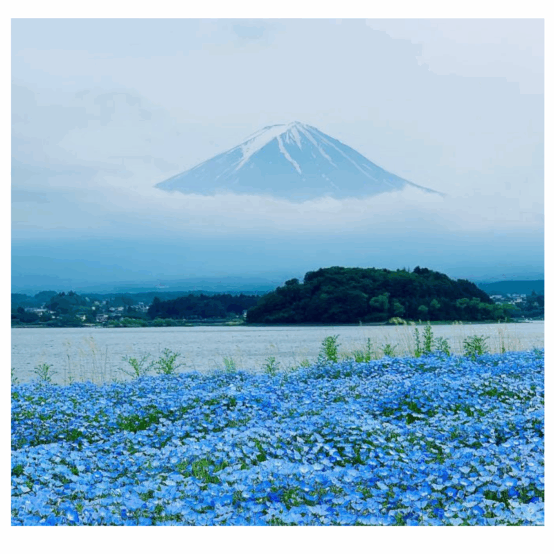 From Tokyo: Mt Fuji Sightseeing Day Tour With English Guide - Important Information and Recommendations