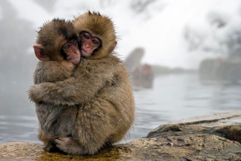 From Tokyo: Nagano, Zenkoji Temple, Snow Monkeys Day Trip. - Transportation and Guide Services