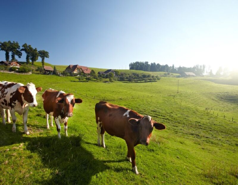 From Zurich/Lucerne: Berne Capital and Countryside Day-Trip - Transportation and Guide