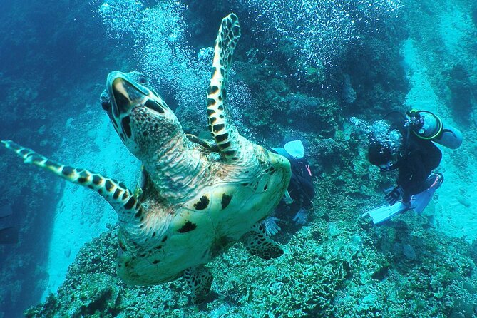 Full Day Guided Boat 2diving in Kerama Islands（License Required） - Participant Guidelines