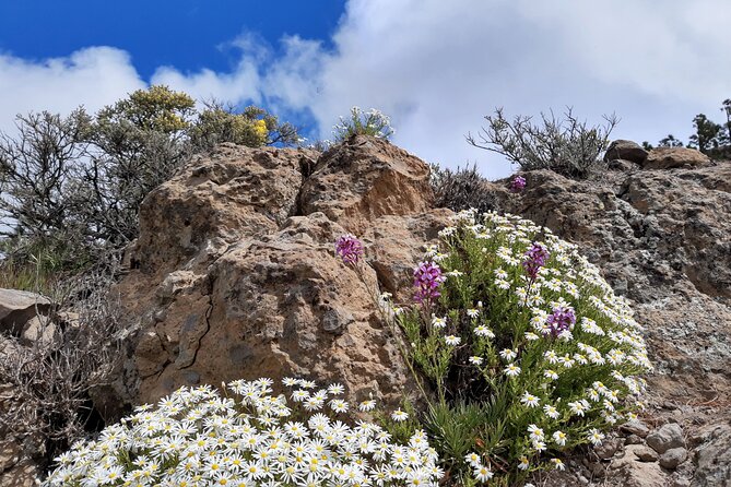 Full Day Hiking Gran Canaria Peaks of Gran Canaria - Highlights of the Hiking Experience