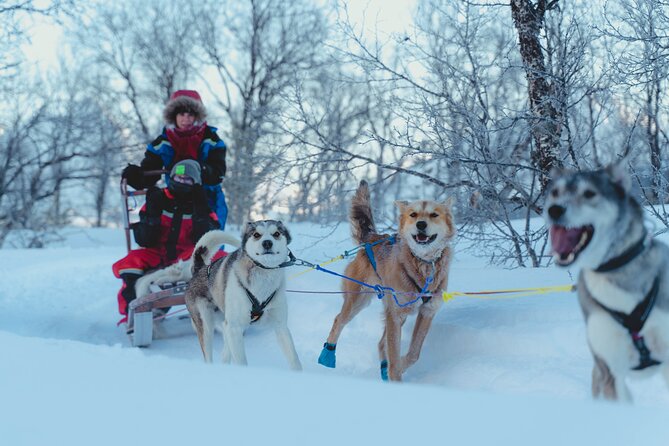 Fun & Easy Dog Sledding Adventure - Early Bird 08:10 - Safety and Comfort